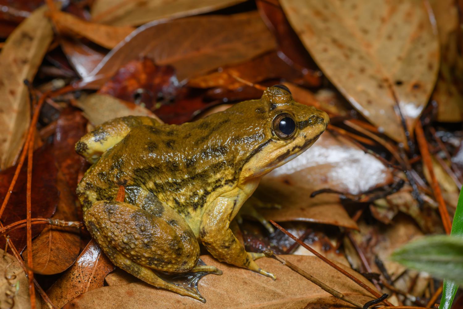 Isan fanged frog (Limnonectes isanensis)