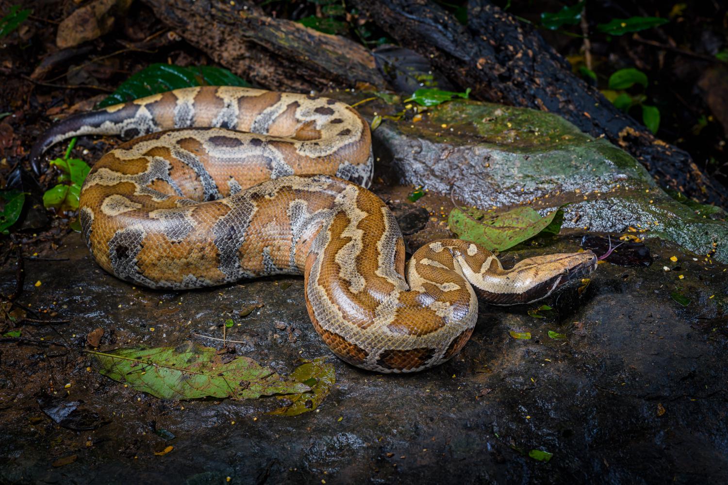Brongersma's blood python (Python brongersmai)