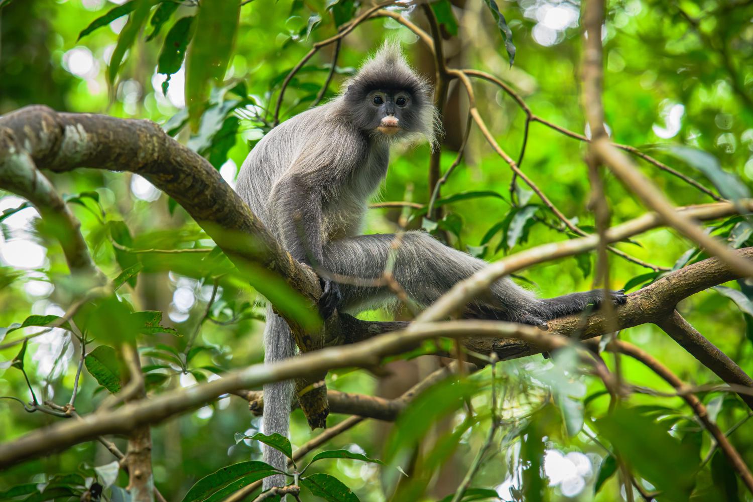 Indochinese grey langur (Trachypithecus crepusculus)