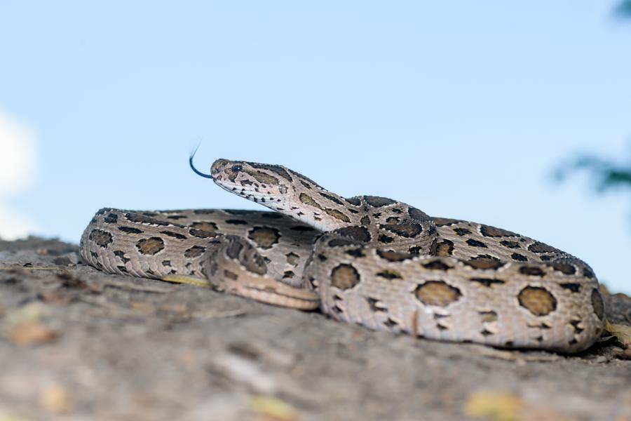 Eastern Russell's viper (Daboia siamensis)