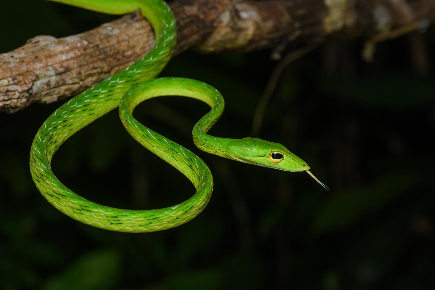 Malayan whip snake (Ahaetulla mycterizans)