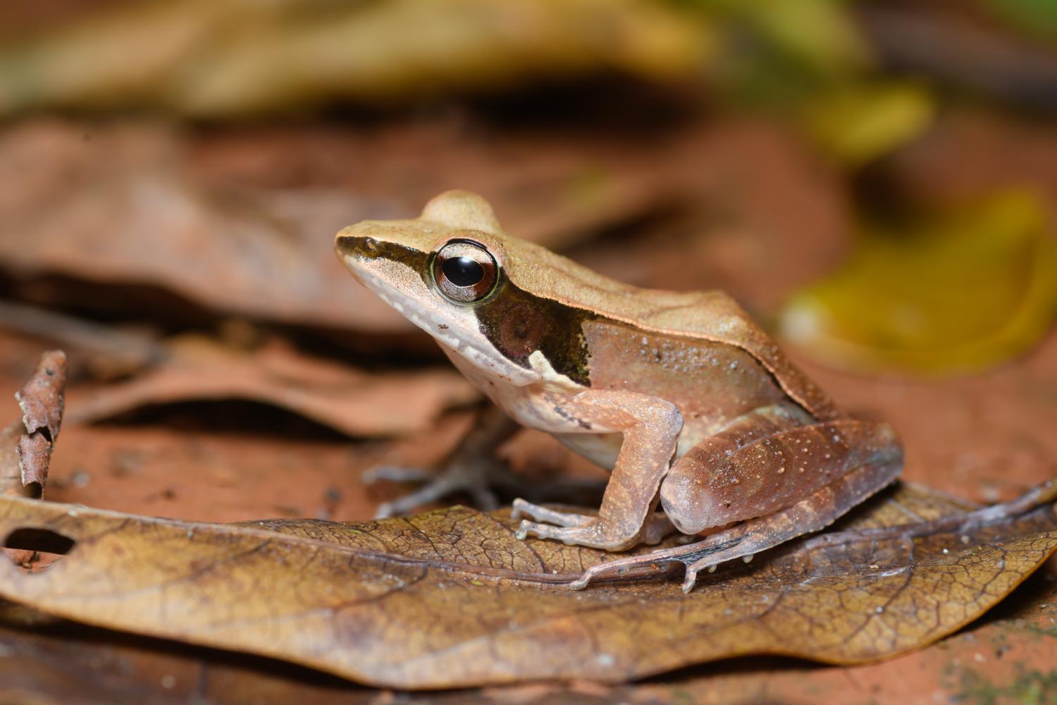 Three-striped frog (Humerana miopus)