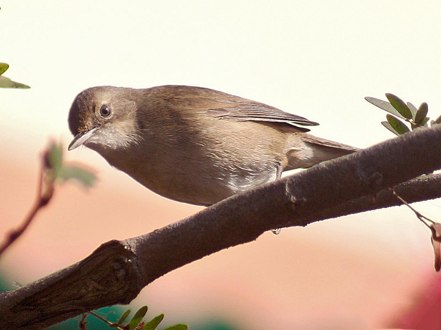 Blyth's reed warbler (Acrocephalus dumetorum)