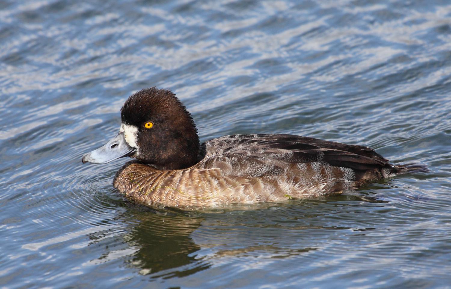 Hen Scaup