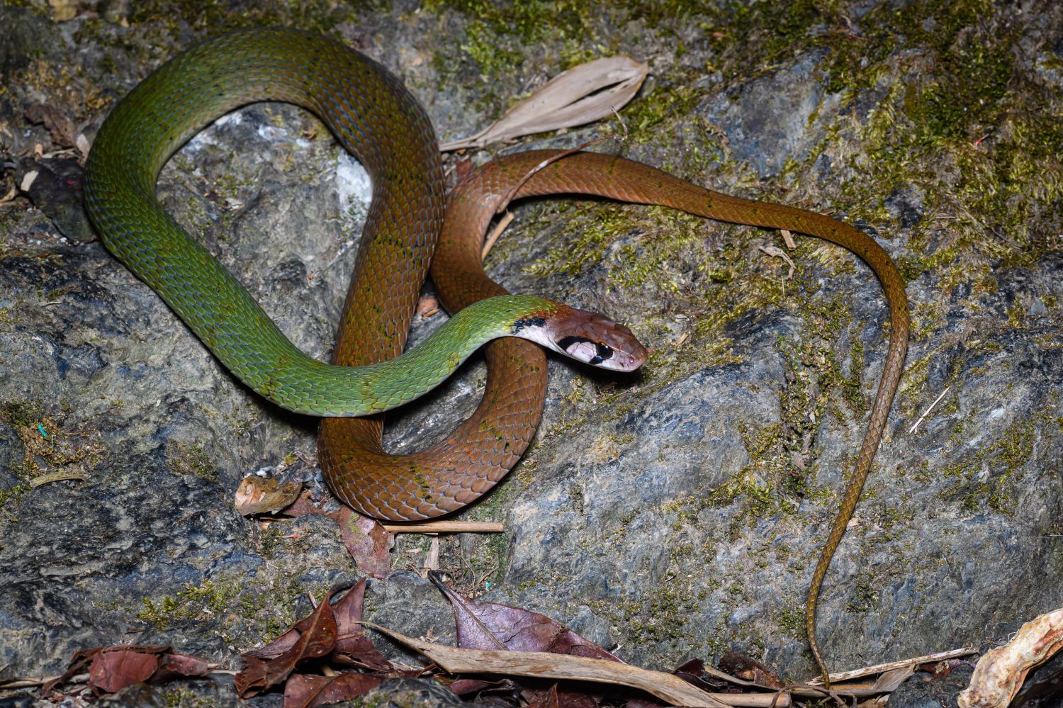 Black-banded keelback (Rhabdophis nigrocinctus)