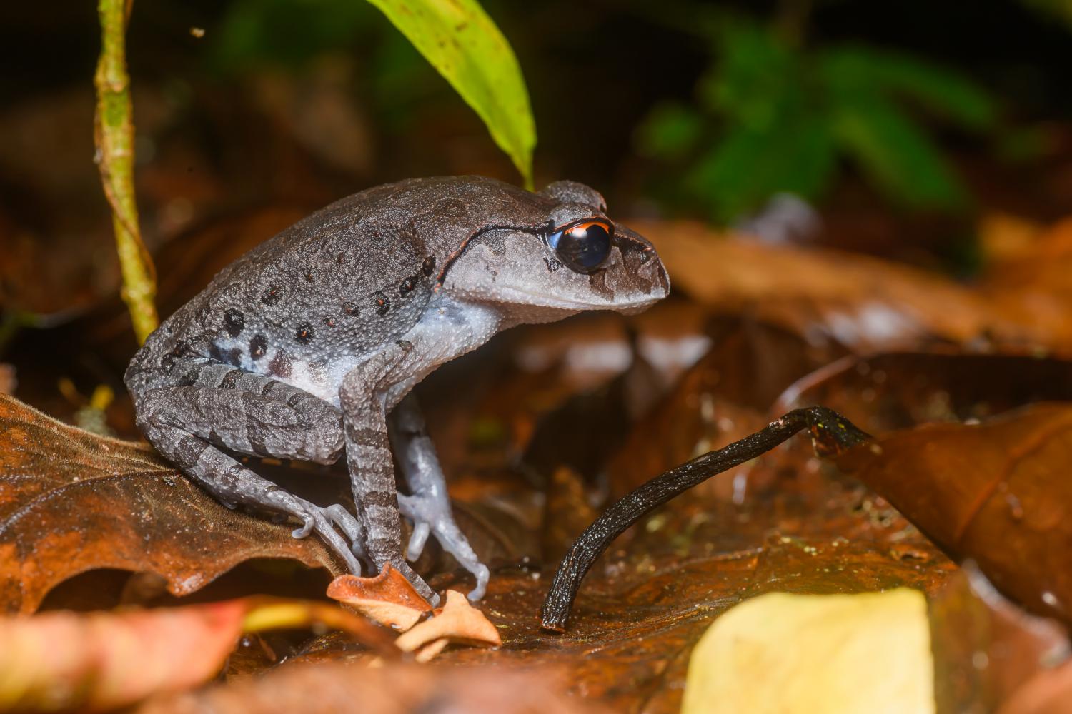 Smith's spadefoot toad (Leptobrachium smithi)