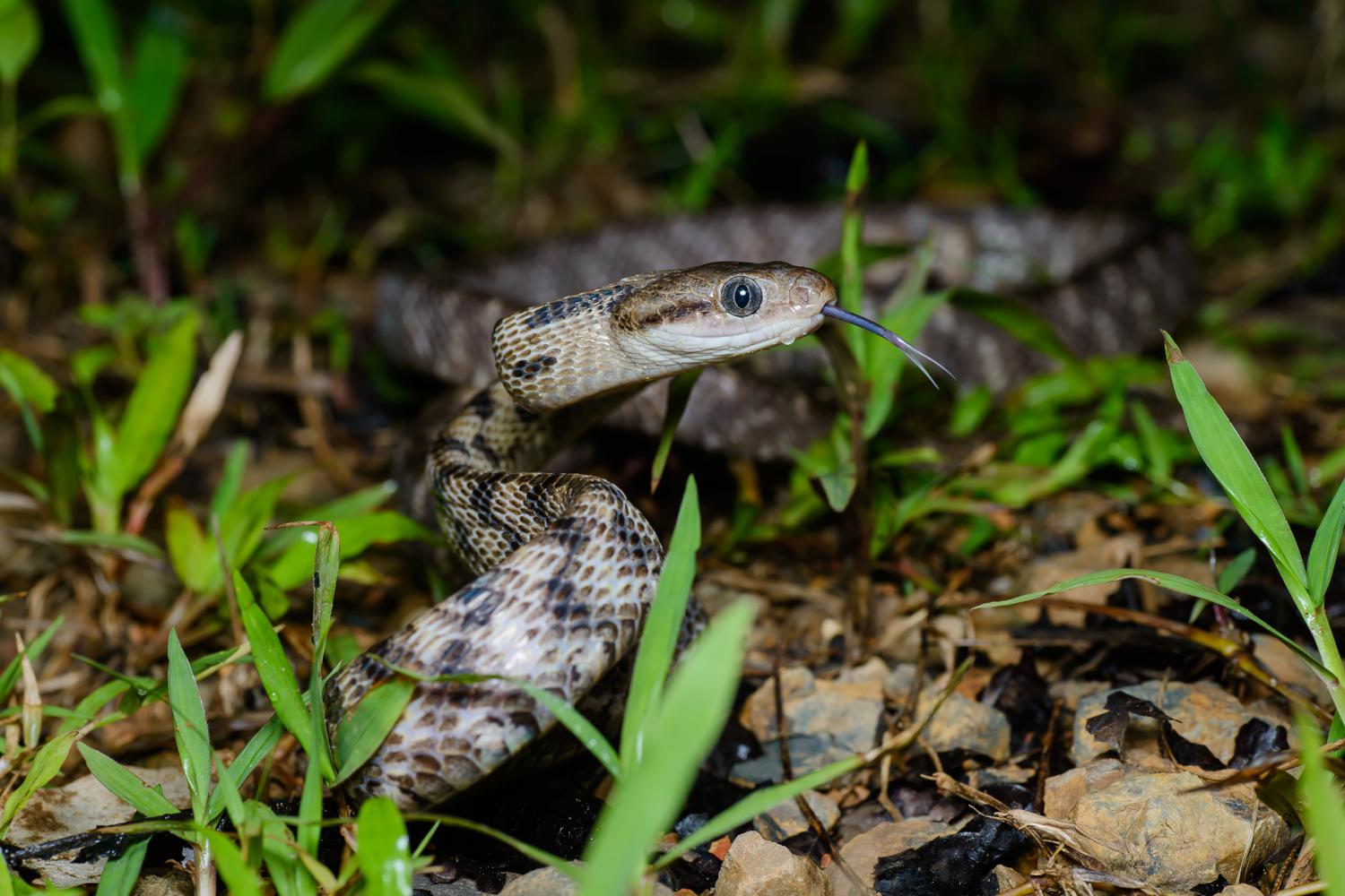 Siamese cat snake (Boiga siamensis)