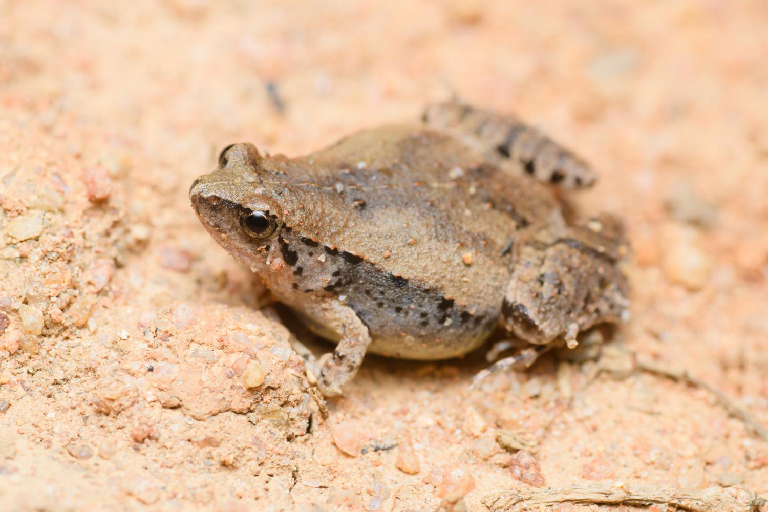 Mukhlesur's narrow-mouthed frog (Microhyla mukhlesuri)