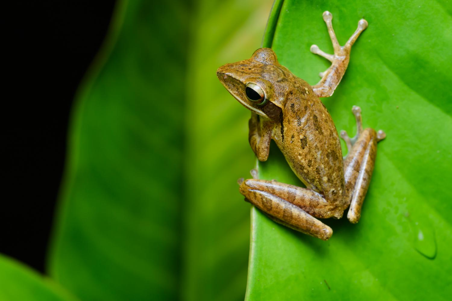 Javan whipping frog (Polypedates leucomystax)