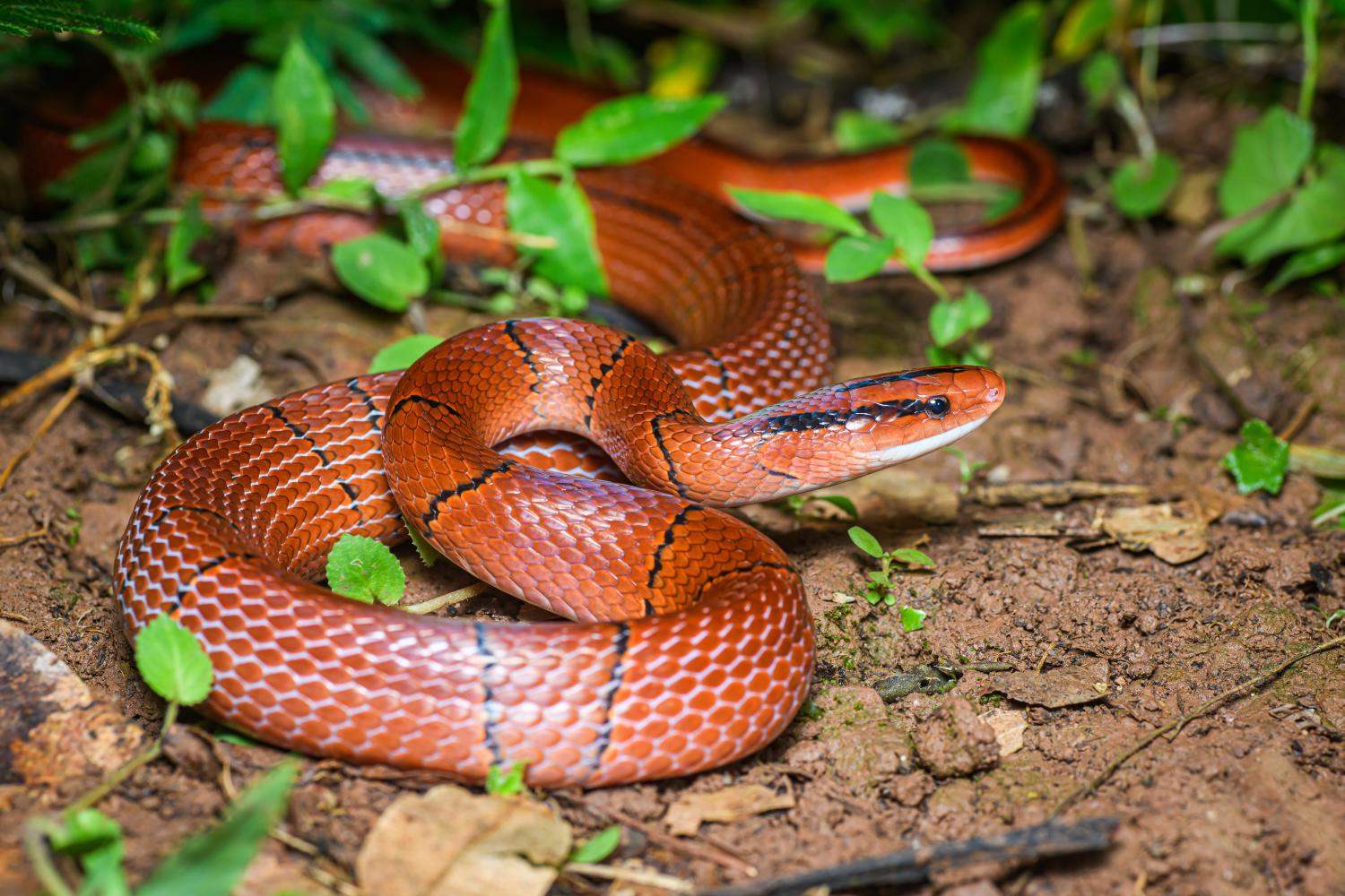 Red bamboo rat snake (Oreocryptophis porphyraceus)