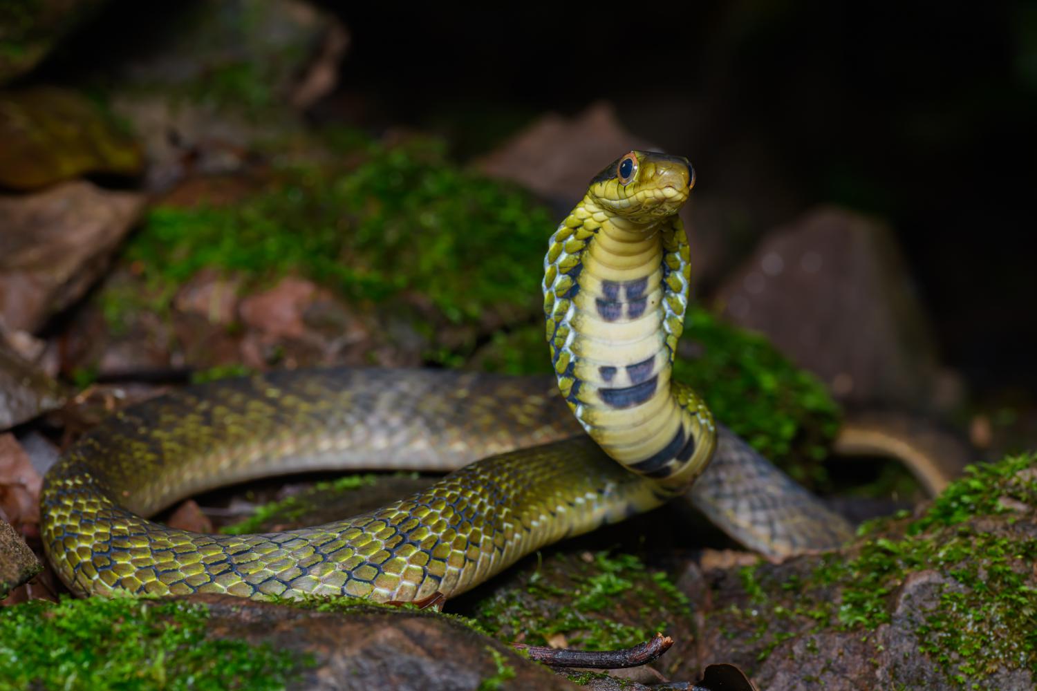 Large-eyed bamboo snake (Pseudoxenodon macrops)