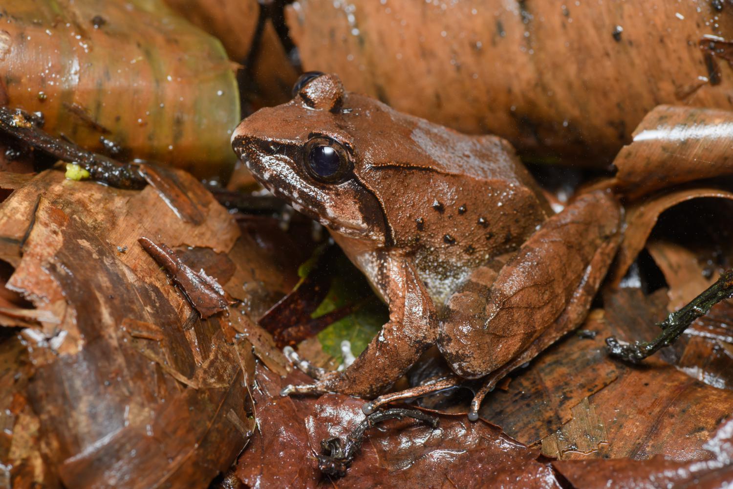 Doi Chang spiny frog (Nanorana aenea)
