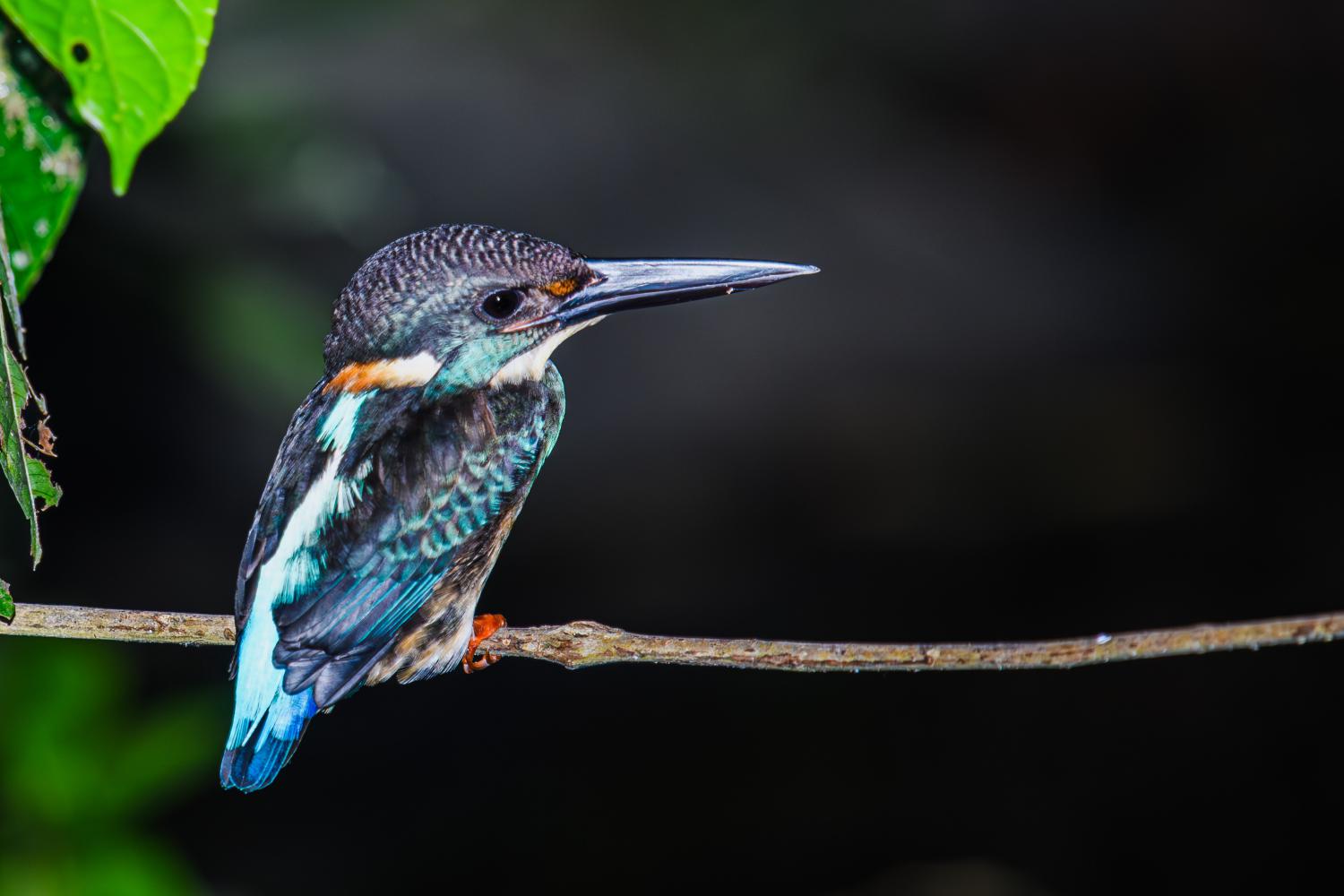 Malaysian blue-banded kingfisher (Alcedo peninsulae)