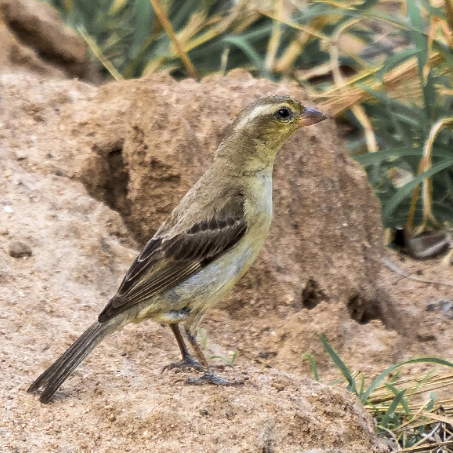 Plain-backed sparrow (Passer flaveolus)