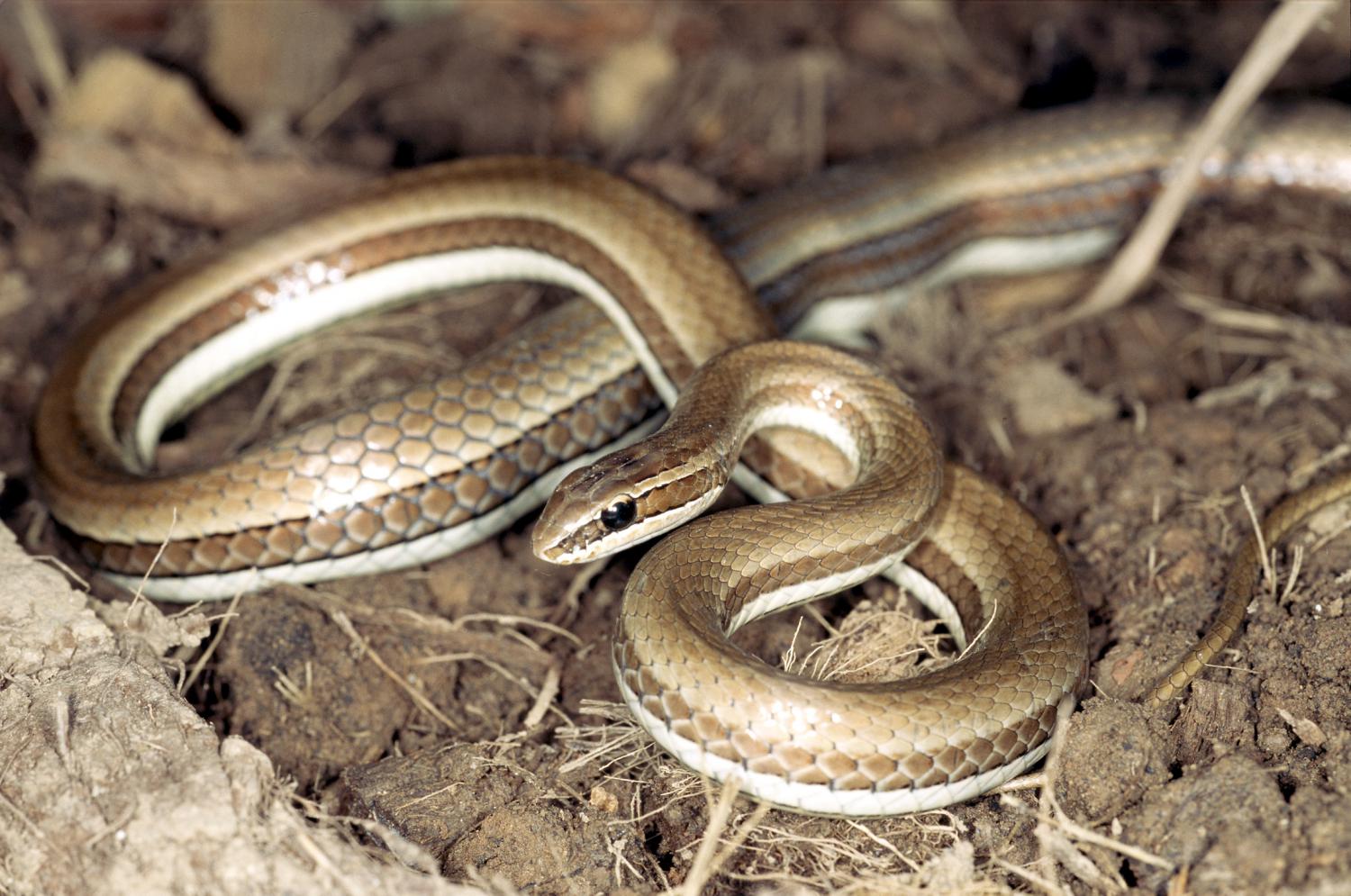 Indochinese sand snake (Psammophis indochinensis)