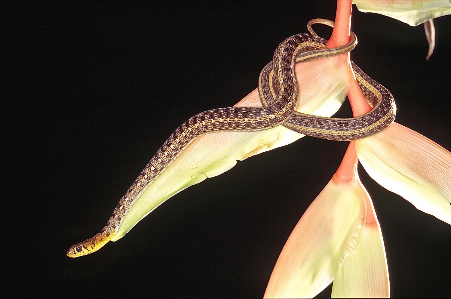 Buff striped keelback (Amphiesma stolatum)