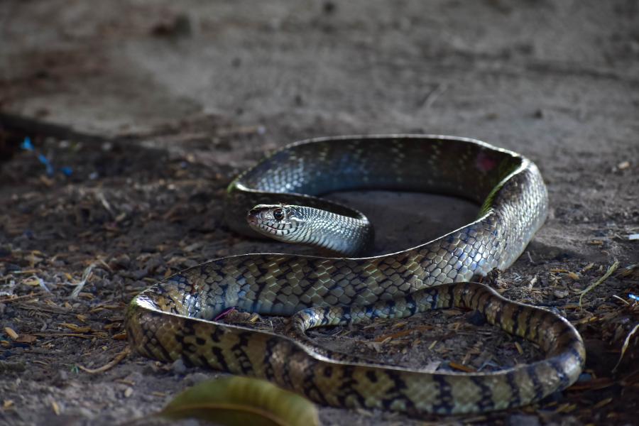 Oriental rat snake (Ptyas mucosa)
