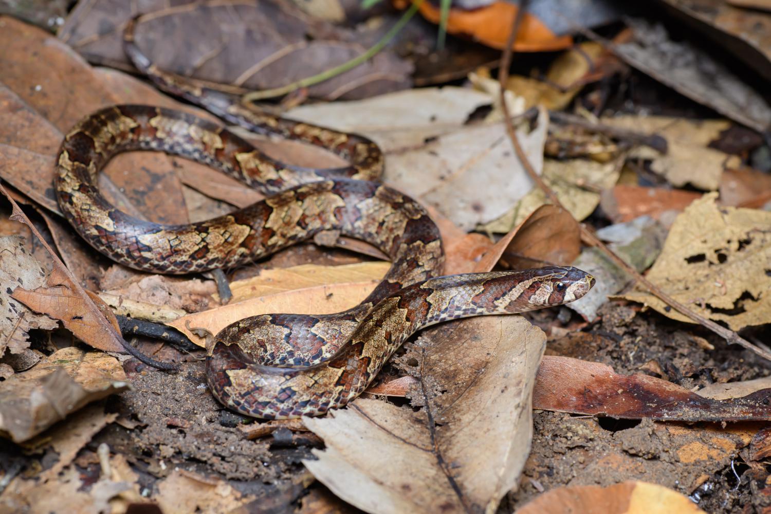 Brown kukri snake (Oligodon purpurascens)