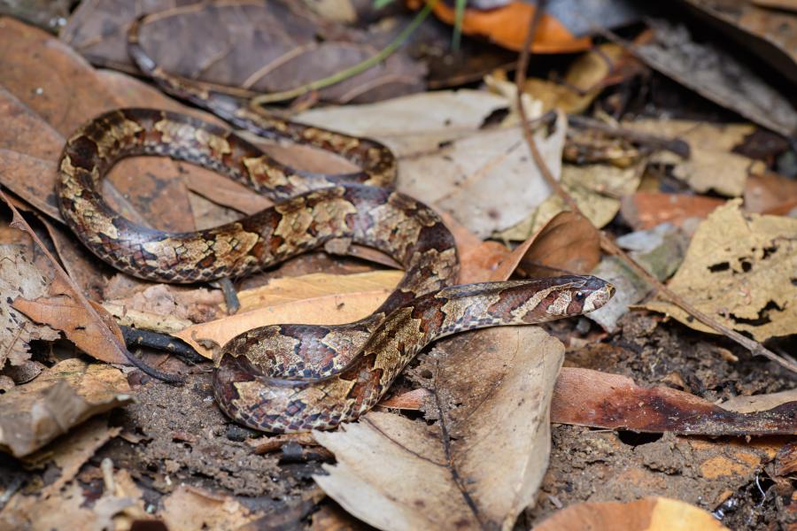 Brown kukri snake (Oligodon purpurascens)