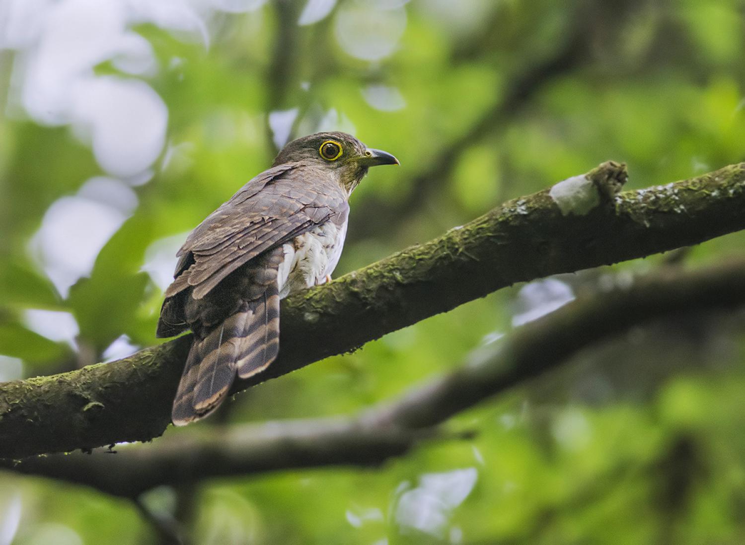 Hodgson's hawk-cuckoo (Hierococcyx nisicolor)