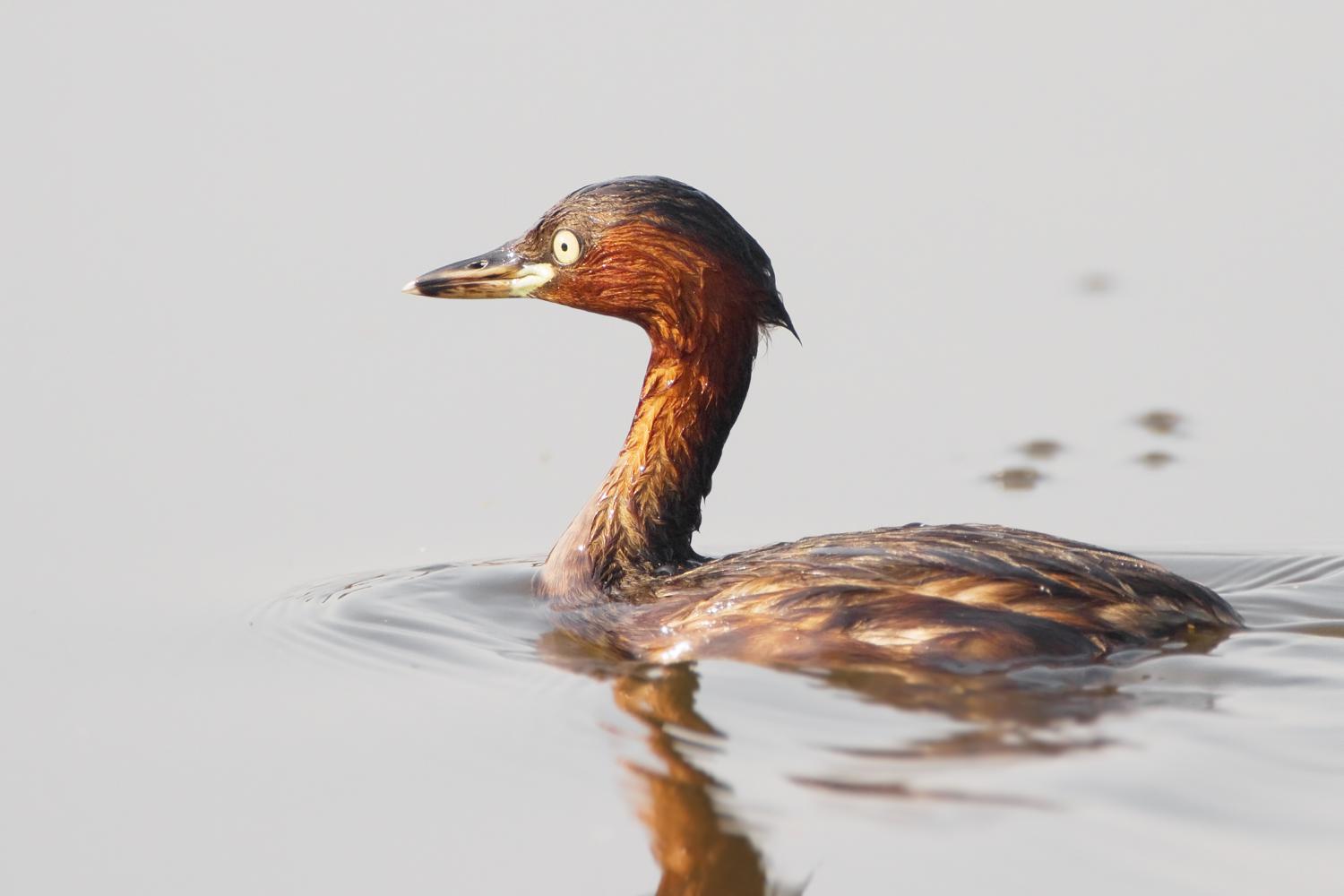 Little grebe (Tachybaptus ruficollis)