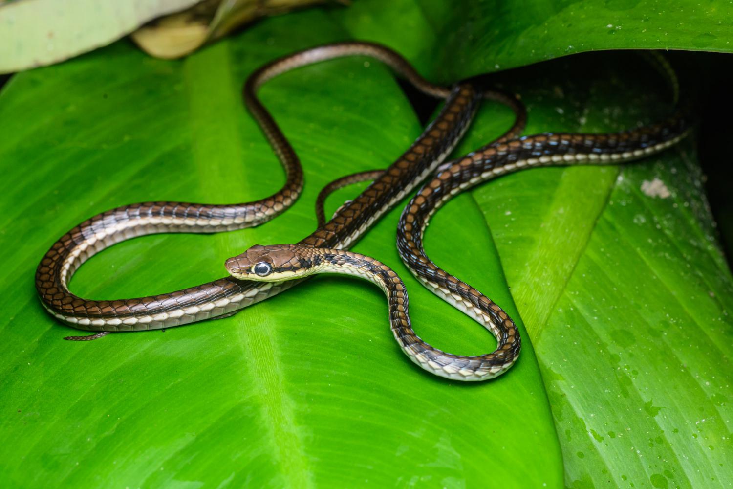 Haas's bronzeback (Dendrelaphis haasi)