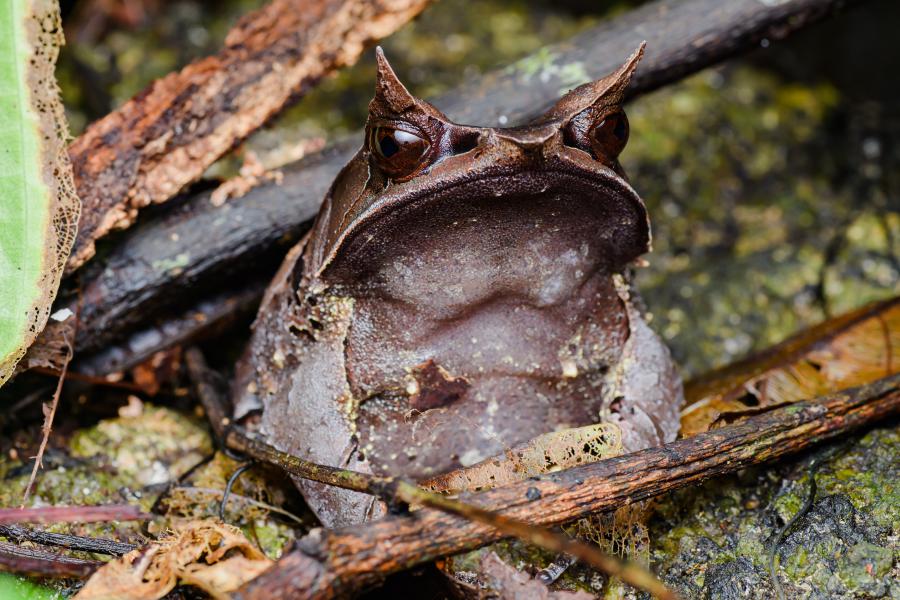 Long-nosed horned frog (Megophrys nasuta)