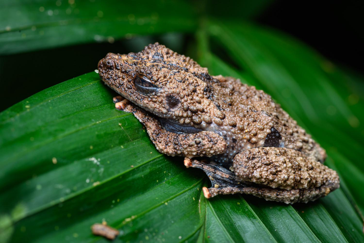 Horrible bug-eyed frog (Theloderma horridum)