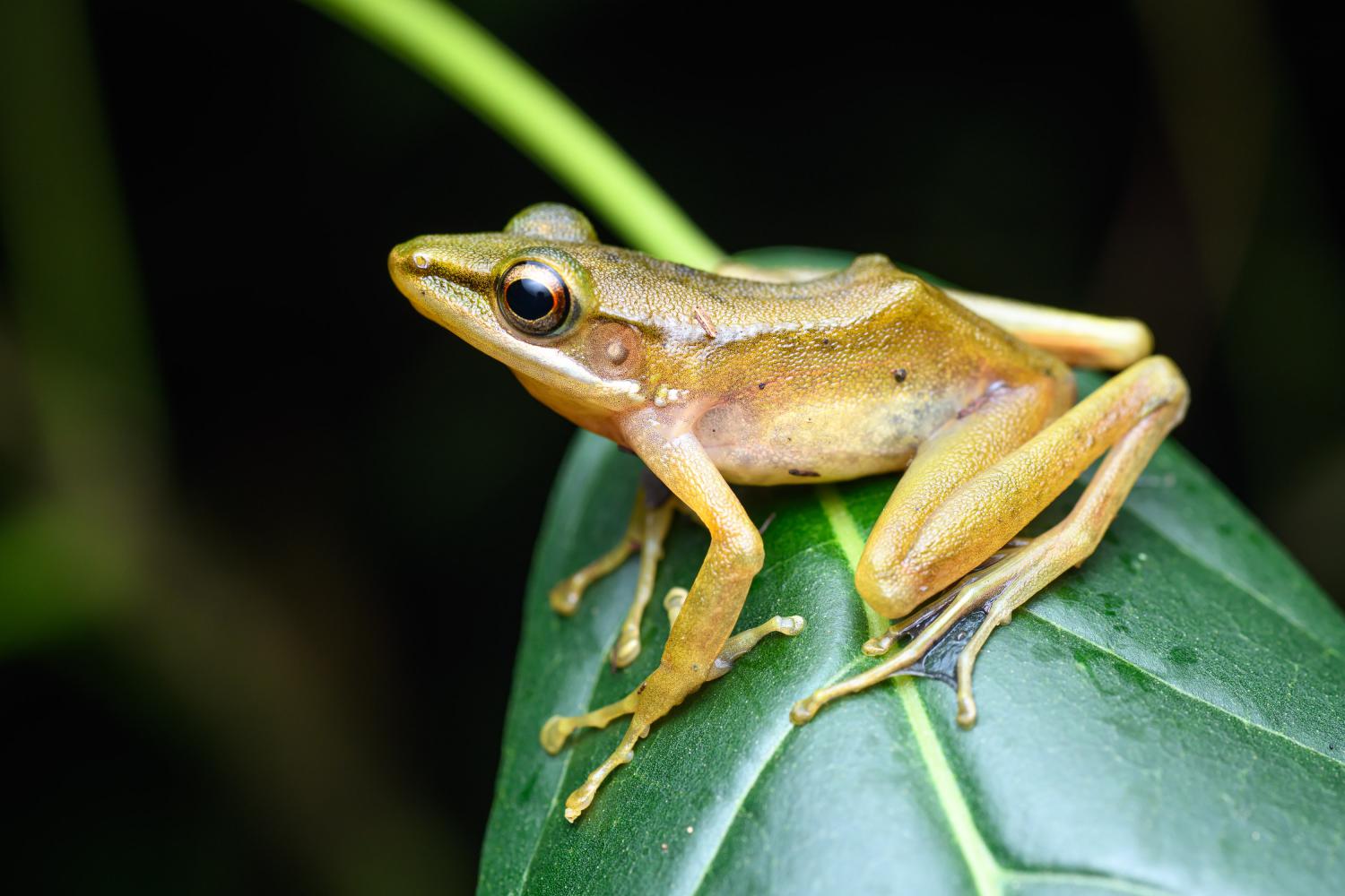 White-lipped frog (Chalcorana labialis)