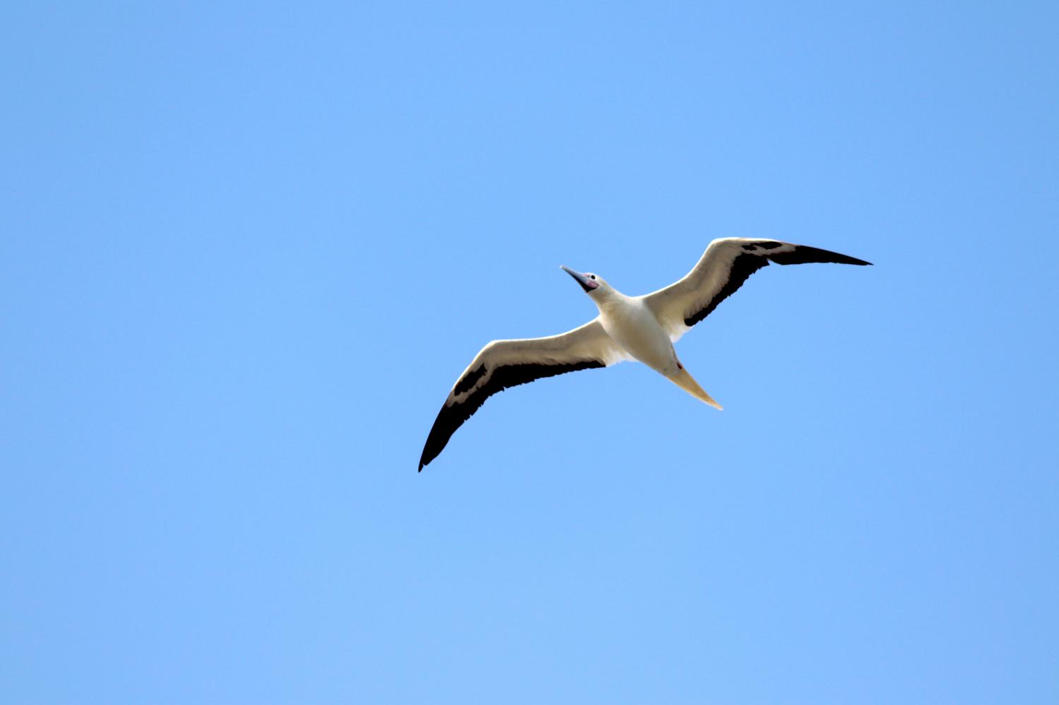 Red-footed booby (Sula sula)