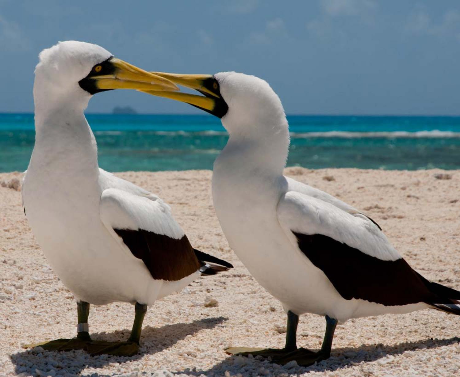 Masked booby (Sula dactylatra)