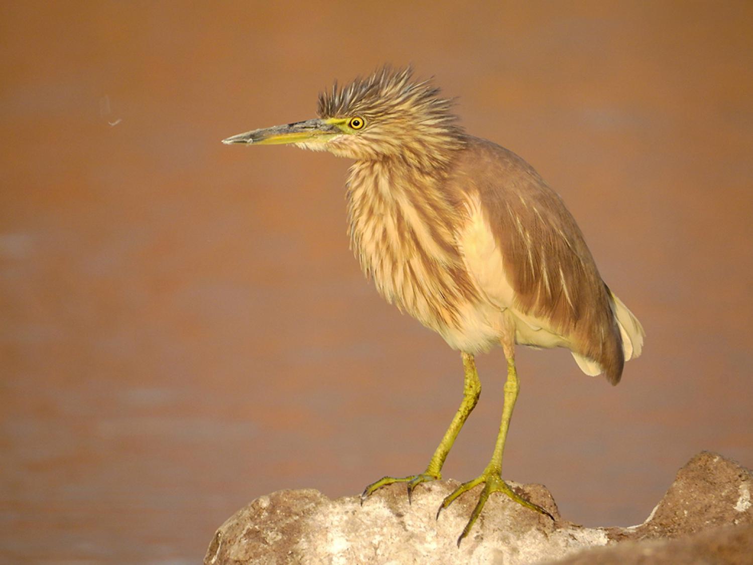 Indian pond heron (Ardeola grayii)