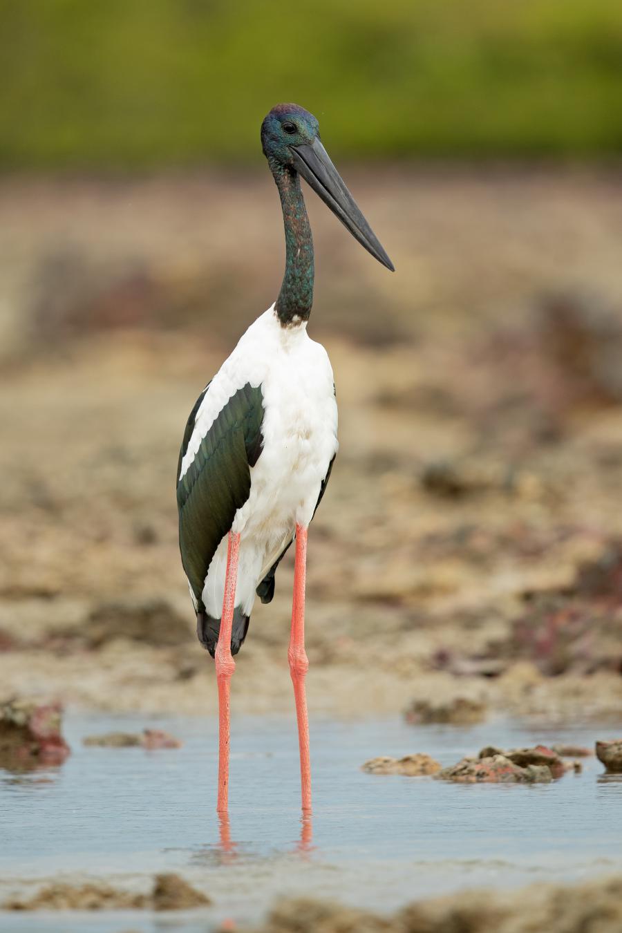 Black-necked stork (Ephippiorhynchus asiaticus)