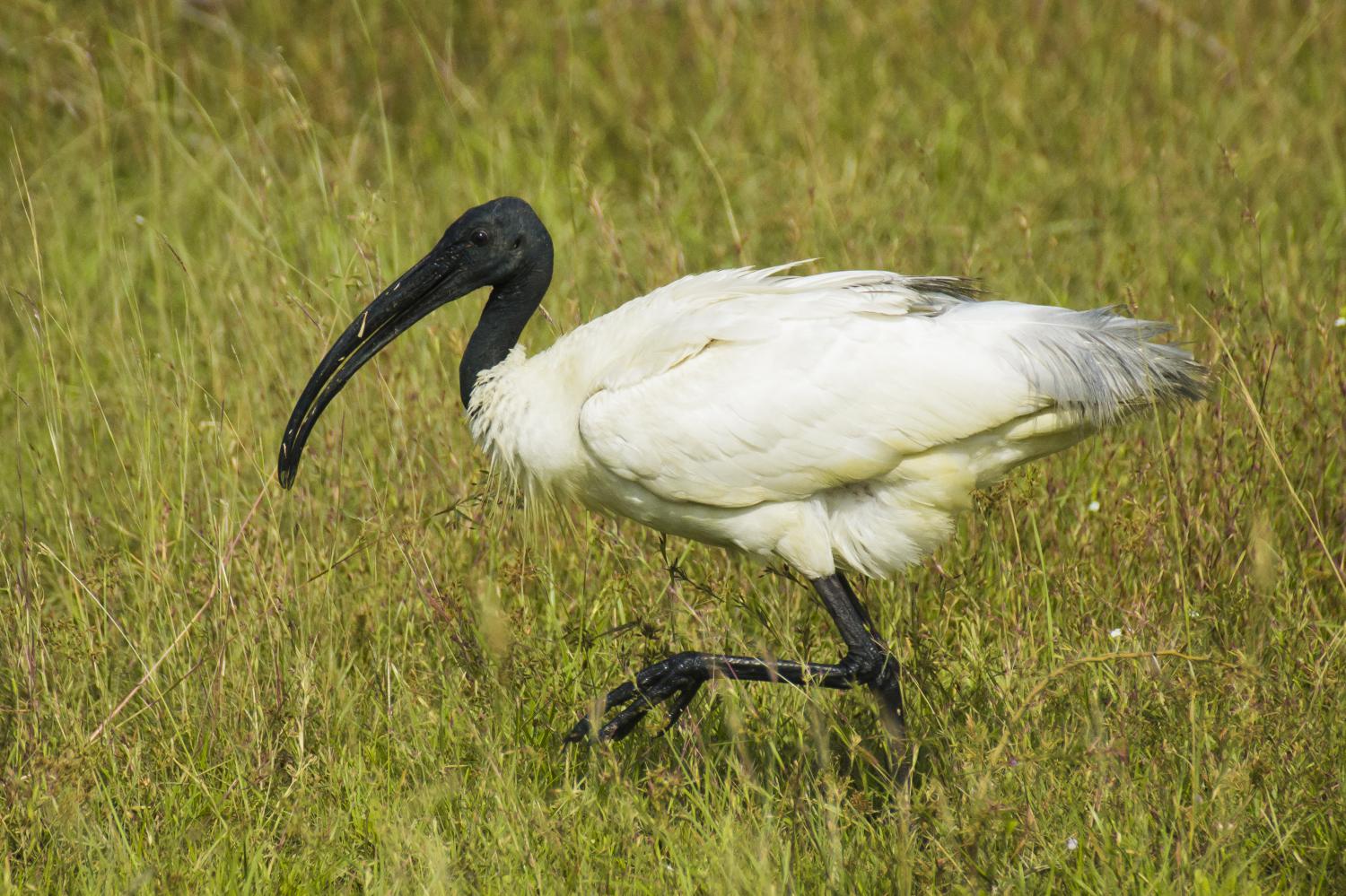 Black-headed ibis (Threskiornis melanocephalus)