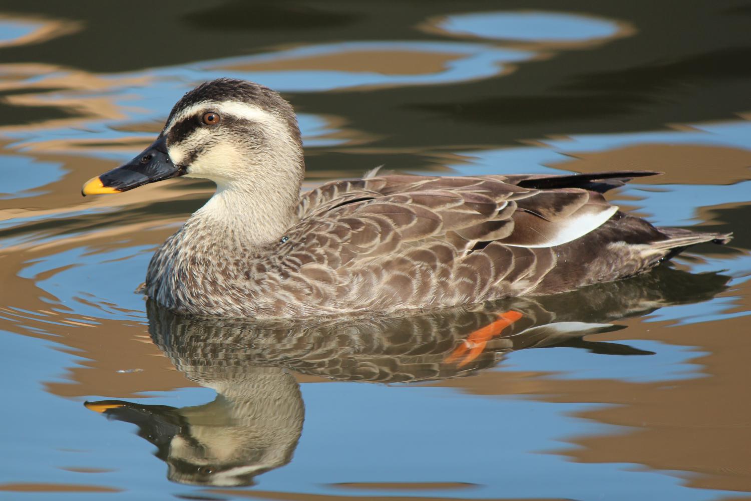 Eastern spot-billed duck (Anas zonorhyncha)