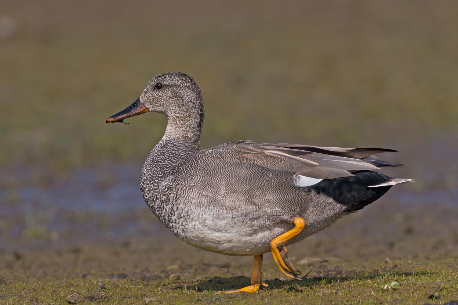 Gadwall (Mareca strepera)