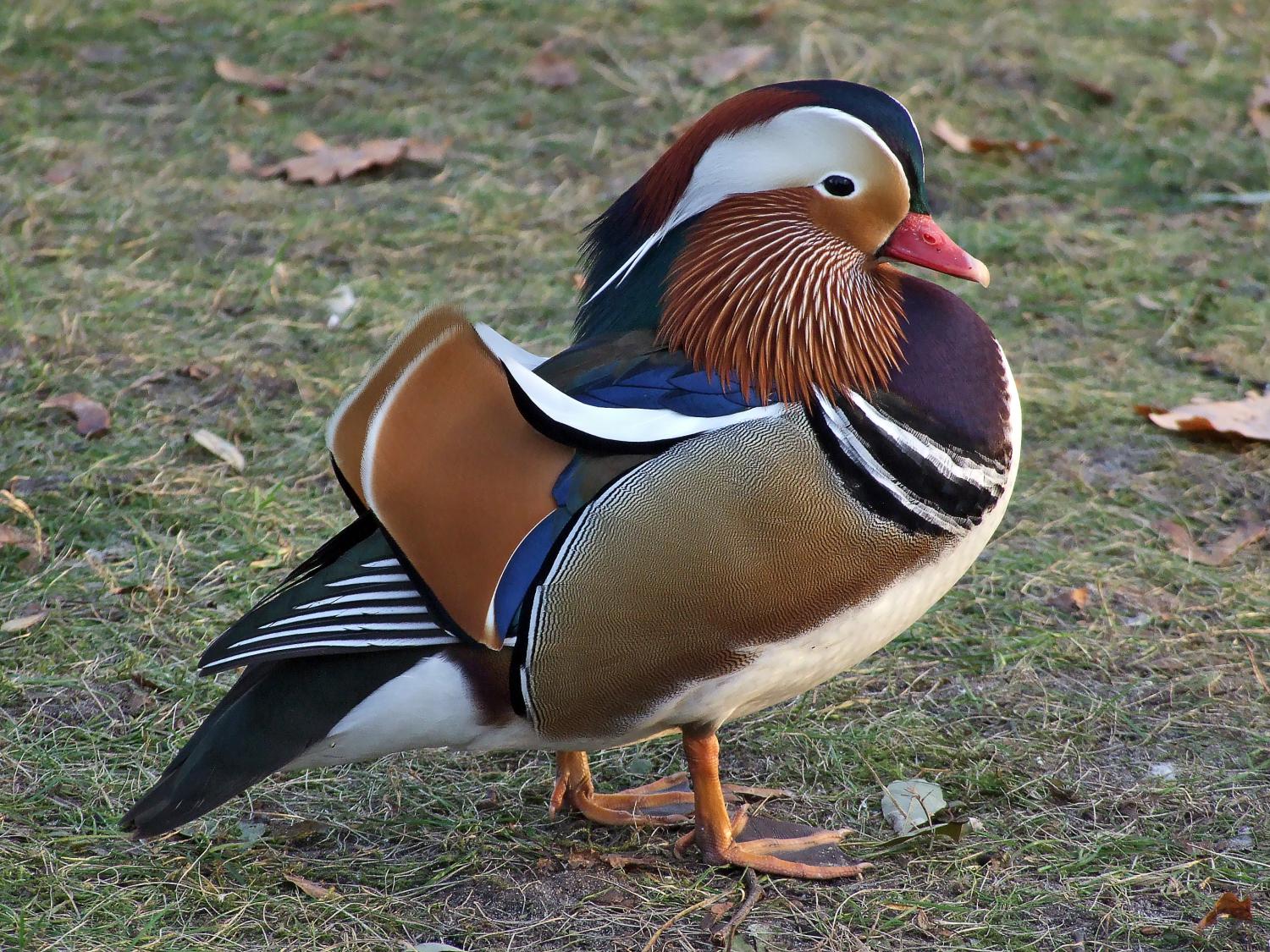 Cinnamon Mandarin Duck