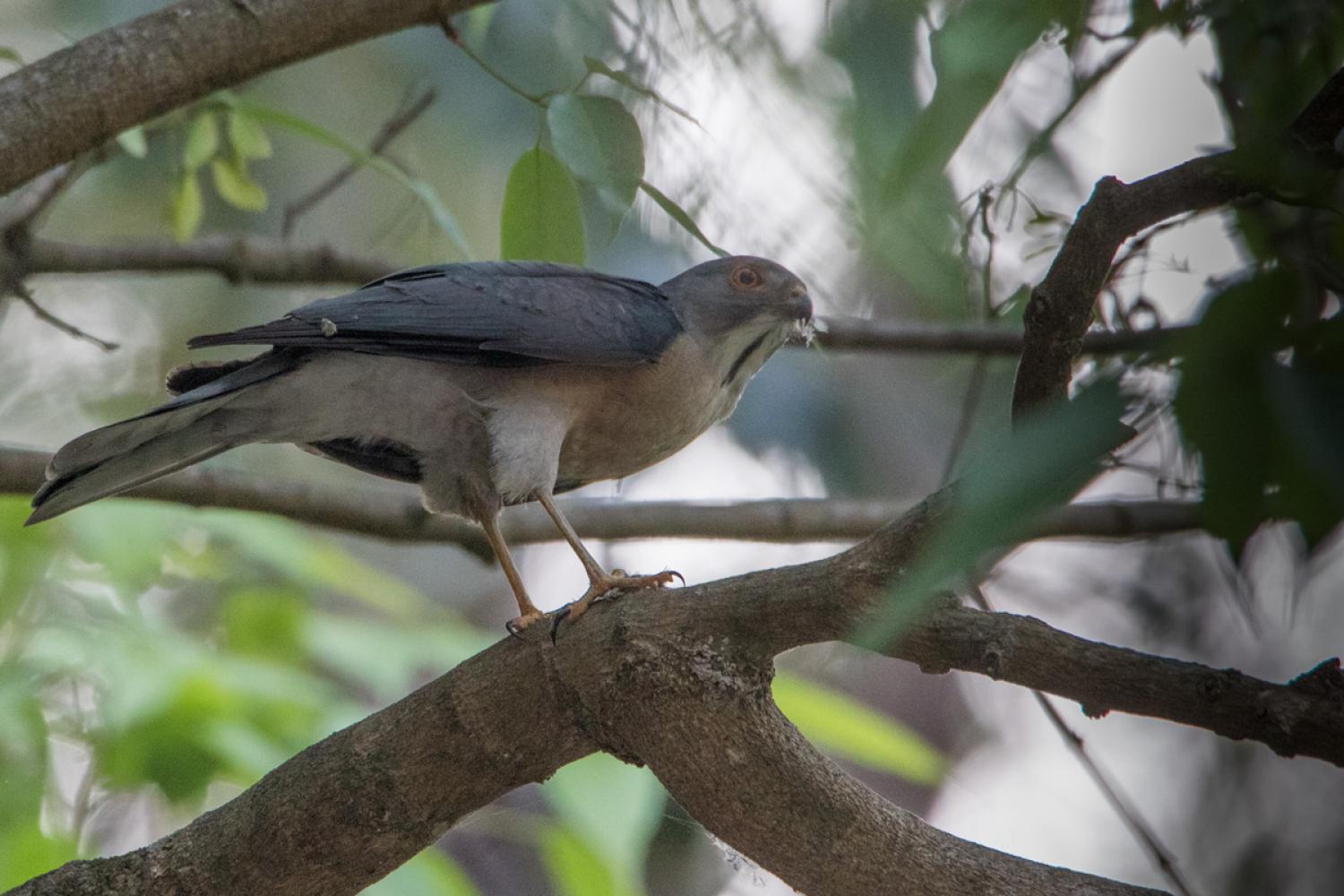 Besra (Accipiter virgatus)