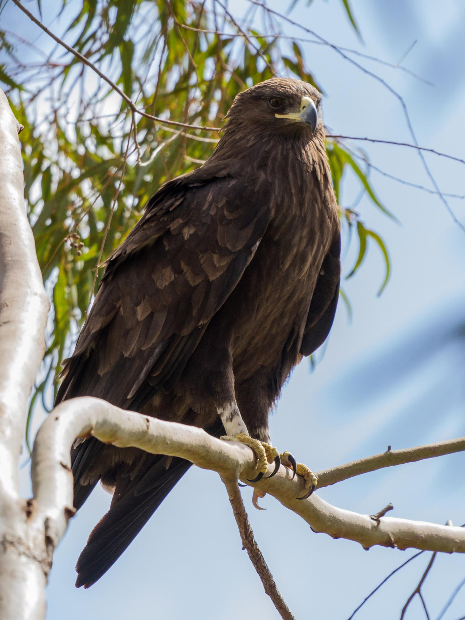 Greater Spotted Eagle Identification