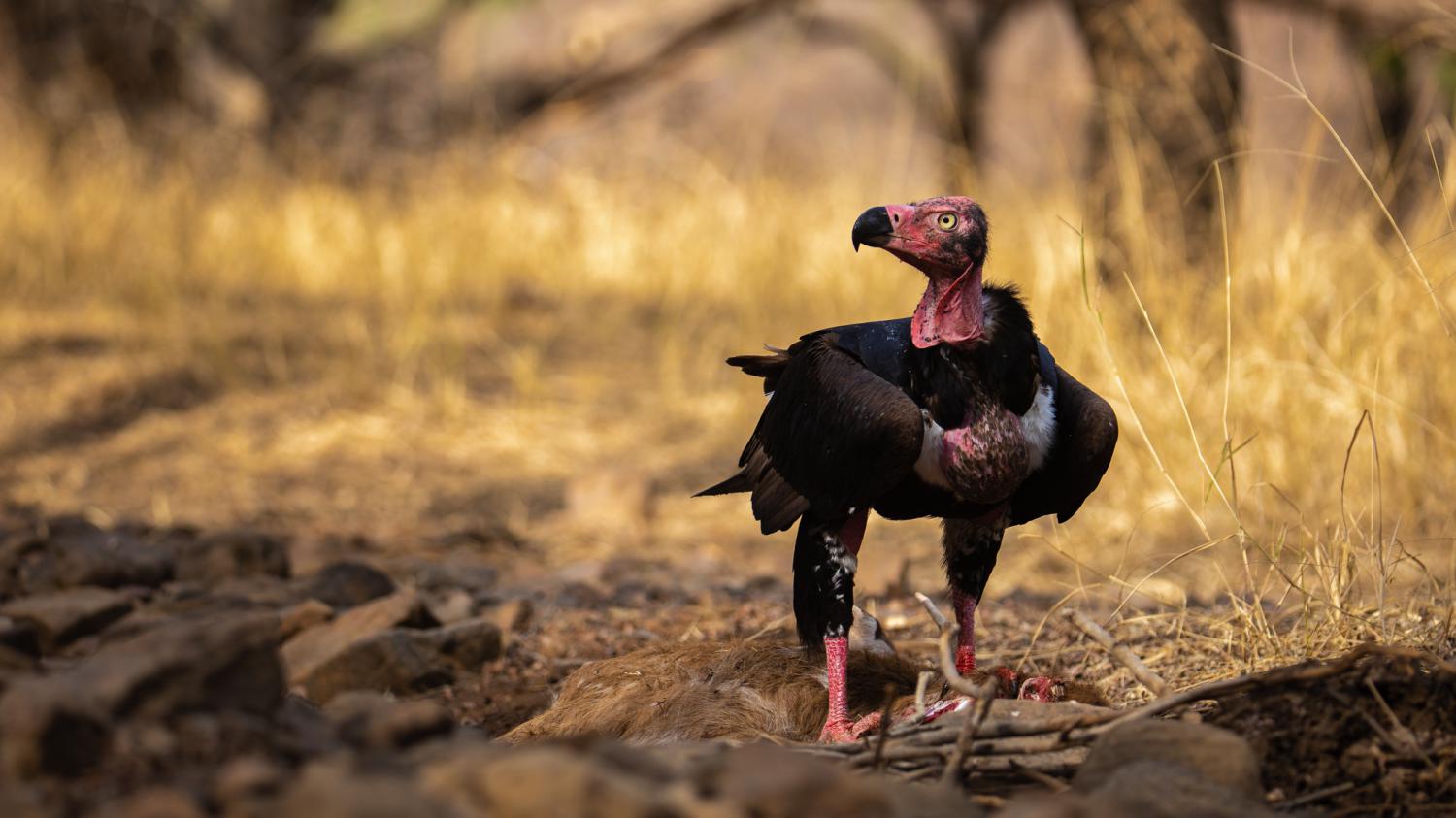 Red-headed vulture (Sarcogyps calvus)