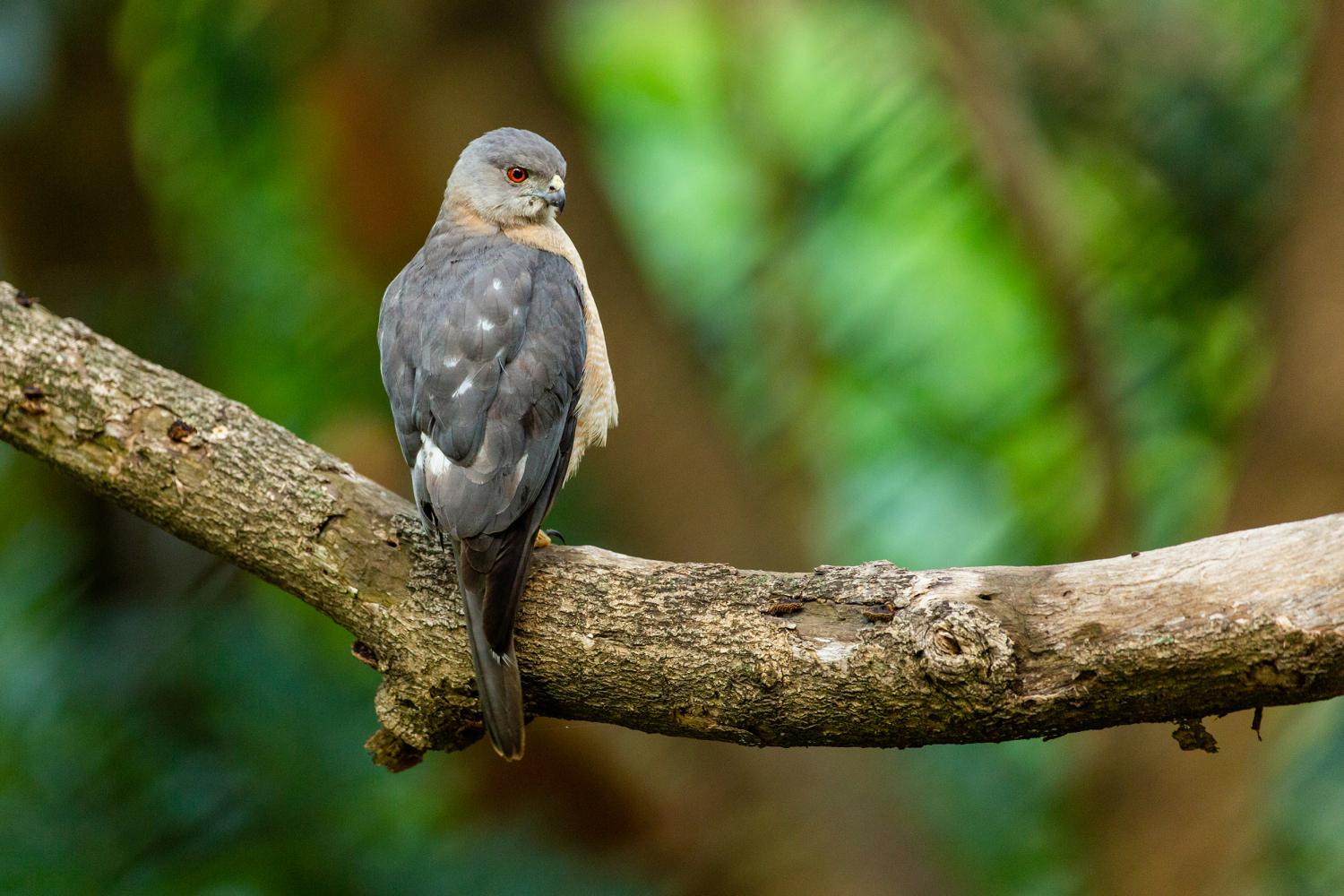 Shikra (Accipiter badius)