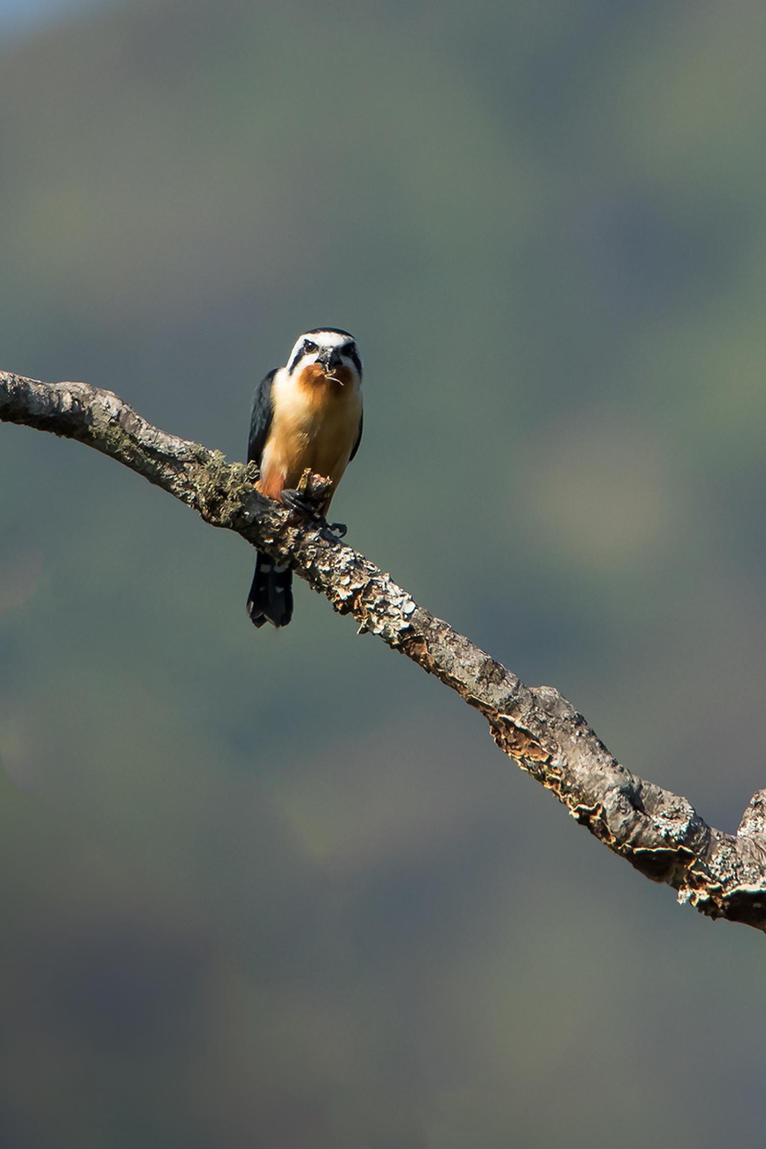 Collared falconet (Microhierax caerulescens)