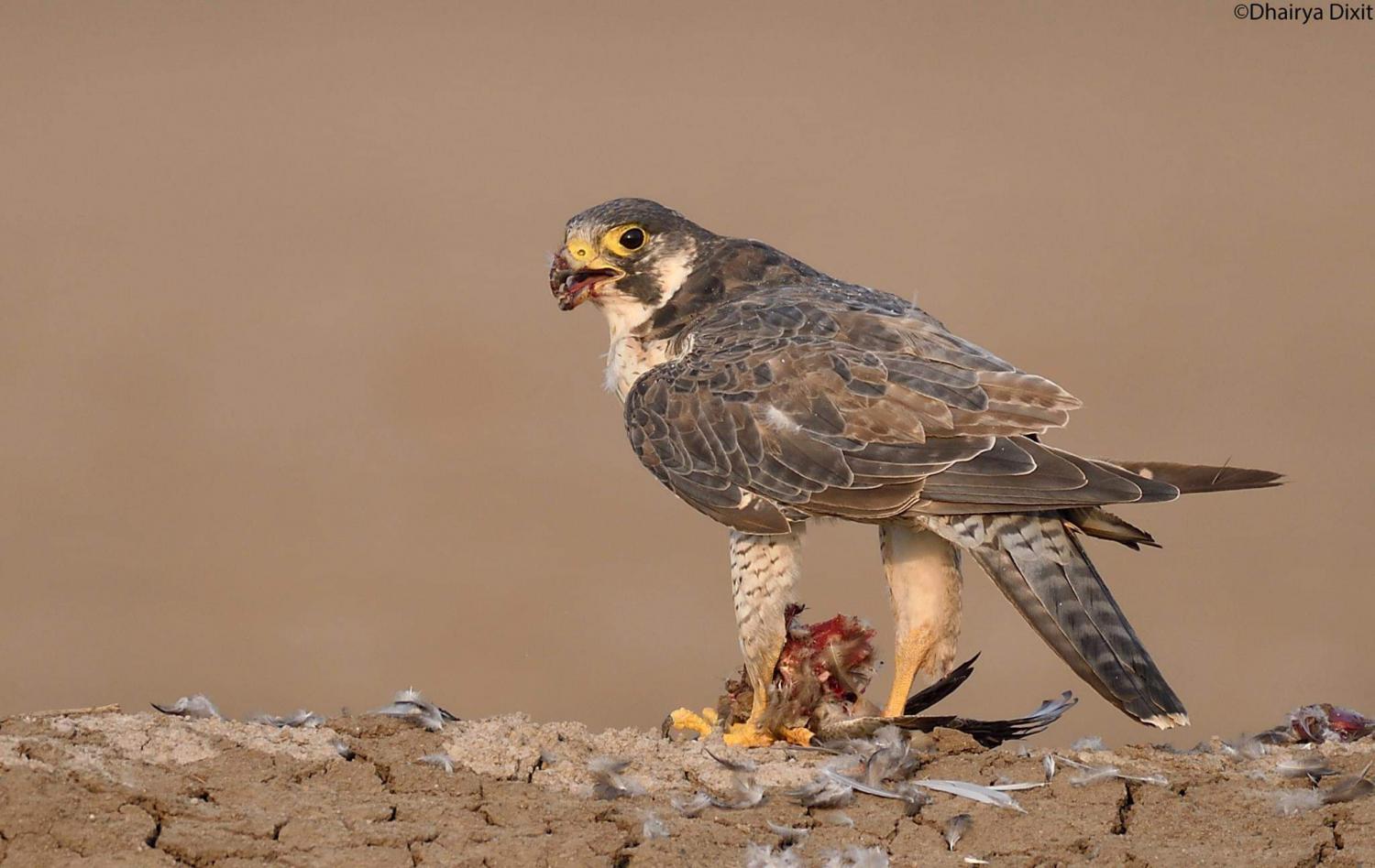 Peregrine falcon (Falco peregrinus)