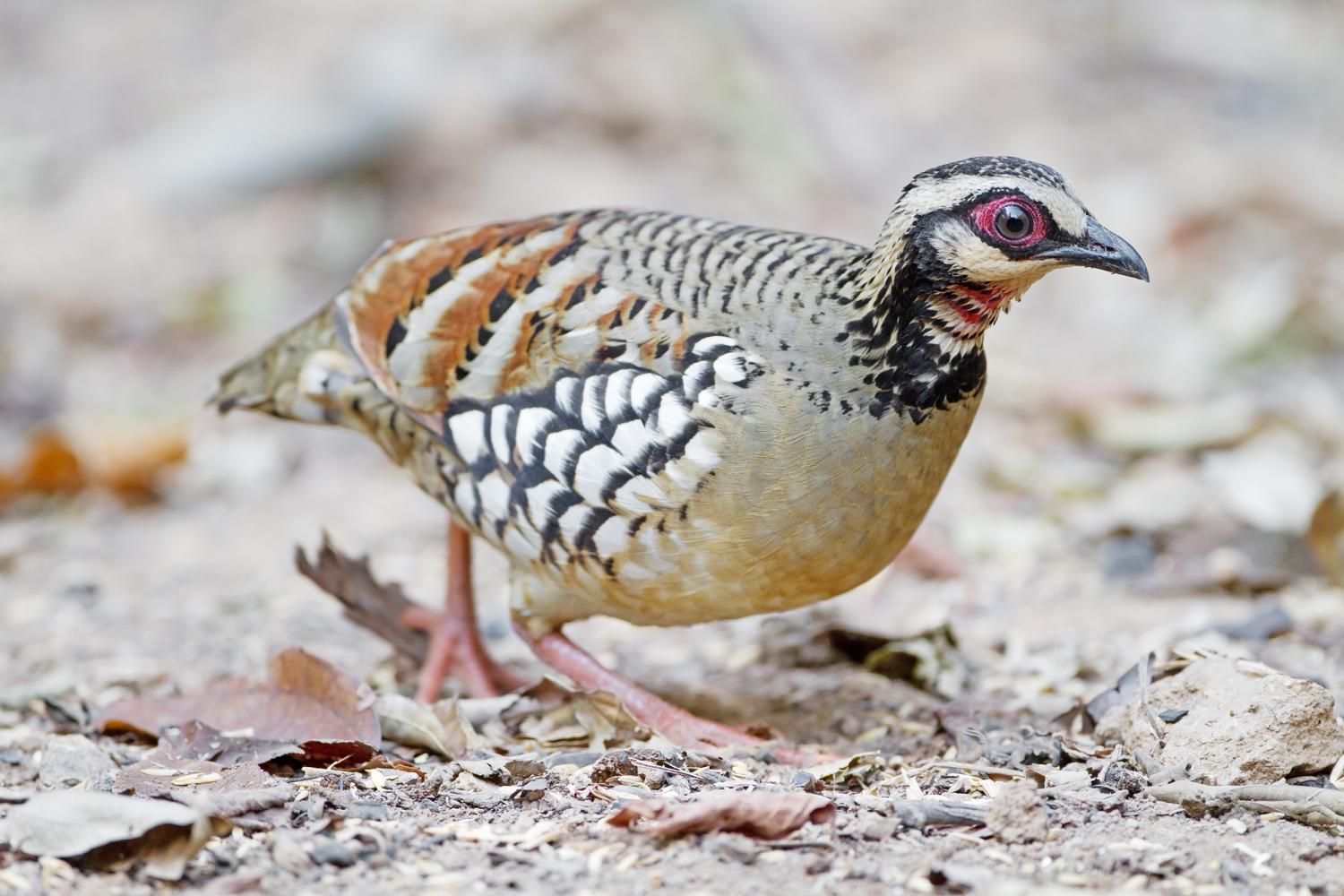 Bar-backed partridge (Arborophila brunneopectus)