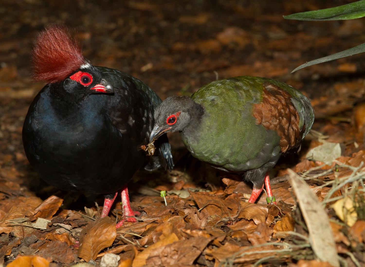 Crested partridge (Rollulus rouloul)