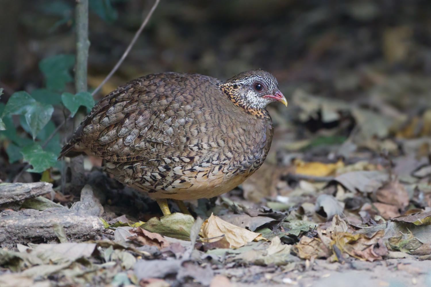 Scaly-breasted partridge (Tropicoperdix chloropus)