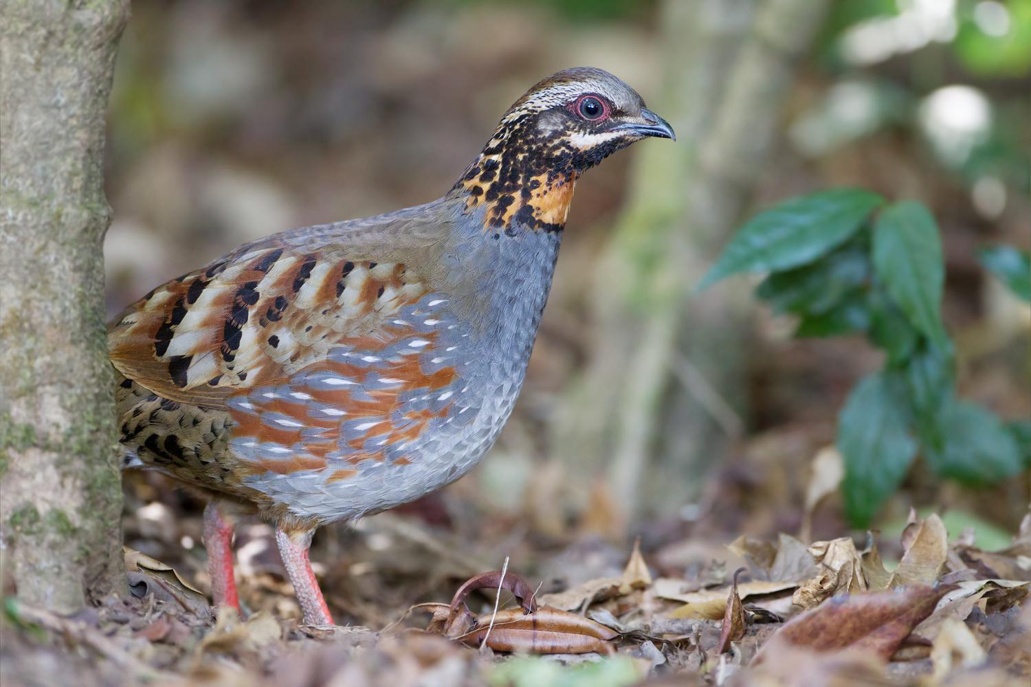 Rufous-throated partridge (Arborophila rufogularis)