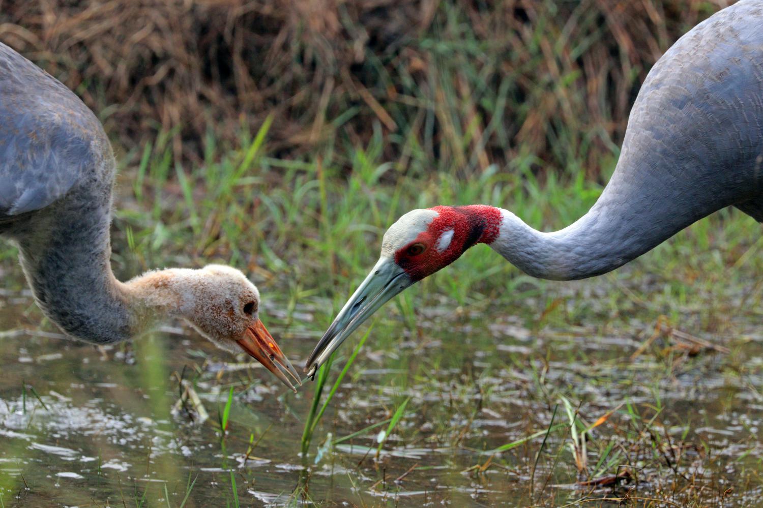 Sarus crane (Antigone antigone)