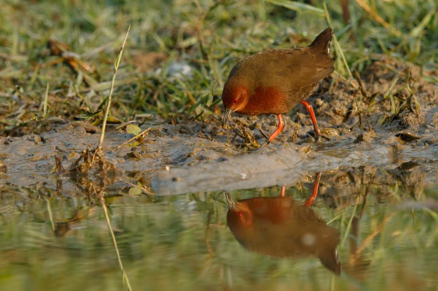 Ruddy-breasted crake (Zapornia fusca)