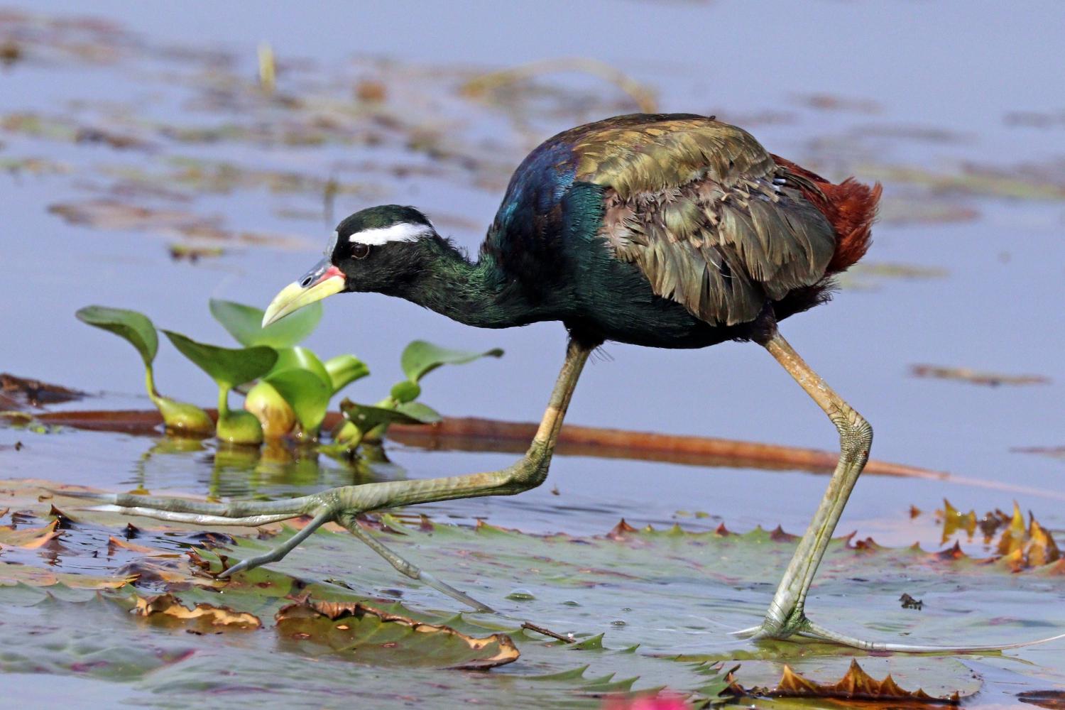 Bronze-winged jacana (Metopidius indicus)